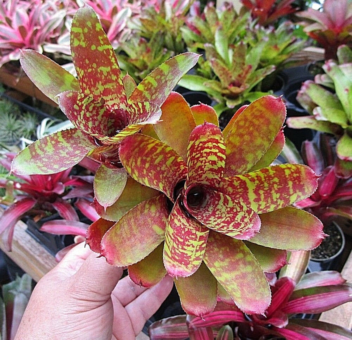 BROMELIAD Neoregelia WILD TIGER Striking Mini Hybrid - Etsy