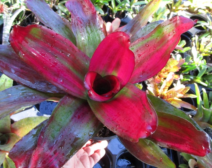 BROMELIAD Neoregelia MAGALI Unlike Any Other Red You've Seen! Big Plant ...