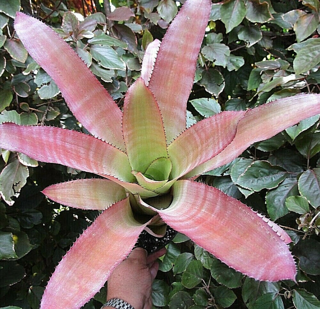 BROMELIAD Aechmea ALOPECURUS Offset - Large Growing Sun Loving Species ...