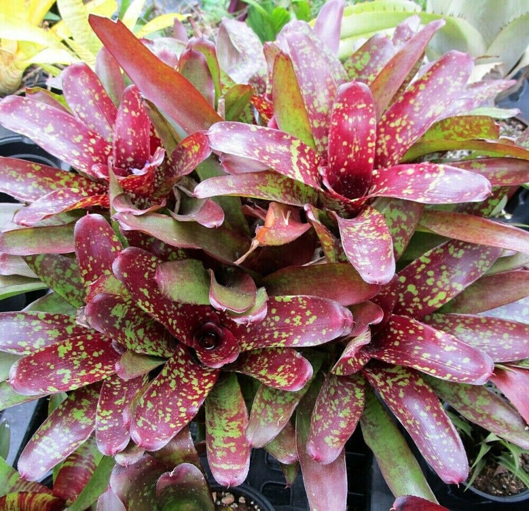 BROMELIAD Neoregelia AZTEC X FIREBALL One Plant - Compact Grower - Etsy