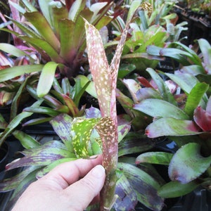 BROMELIAD Billbergia Vinzant's RASPBERRY PARFAIT Colorful Beauty One ...