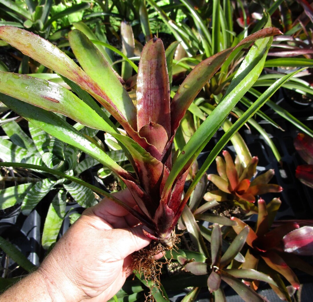 BROMELIAD Neoregelia WILSONIANA X Royal Flush Rare Find! Young Plant ...
