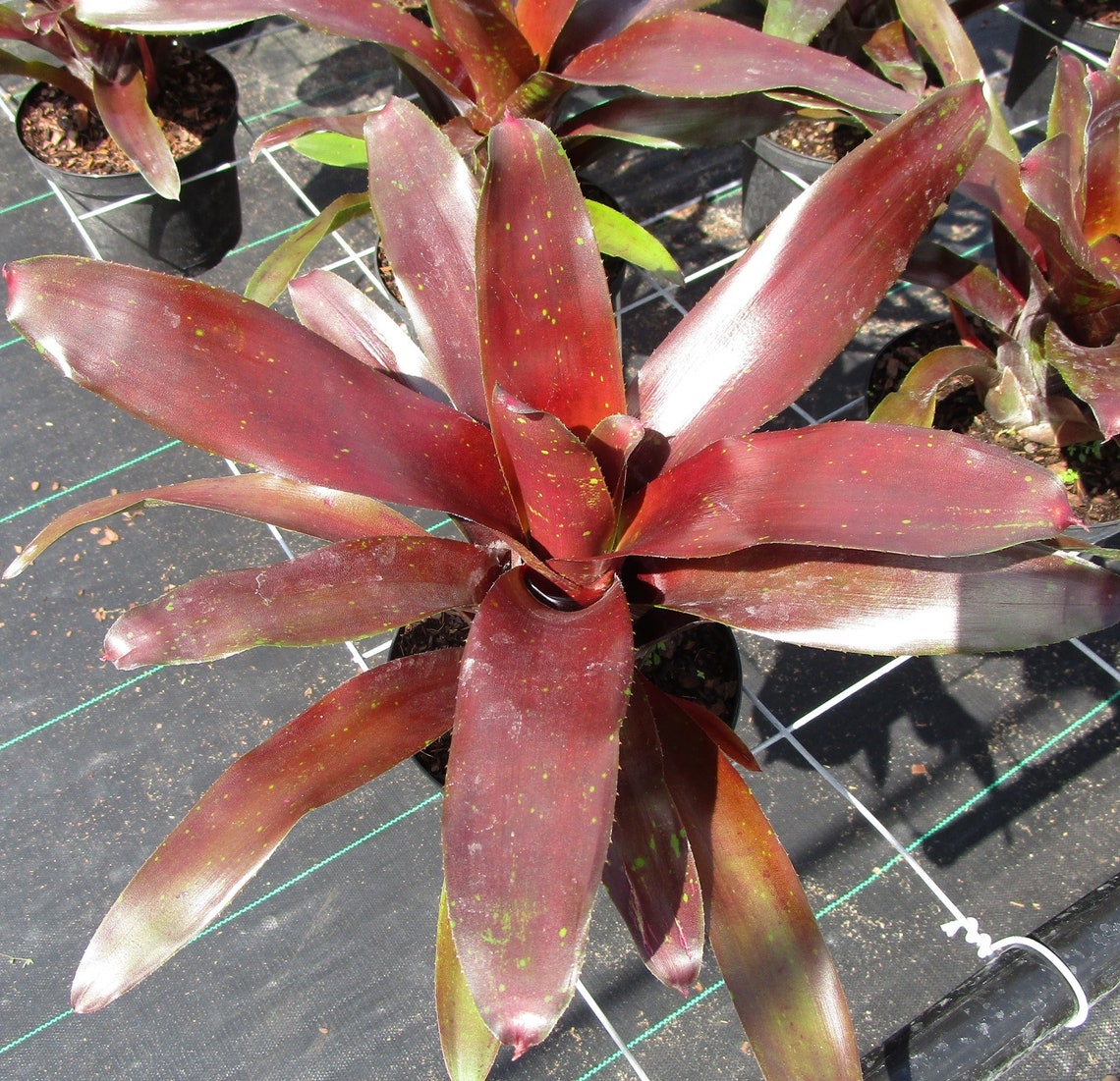 BROMELIAD Neoregelia ROYAL BURGUNDY Large Young Plant Pretty | Etsy