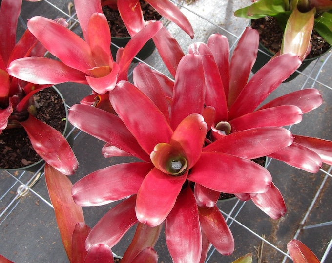 Neoregelia Fireball - Etsy