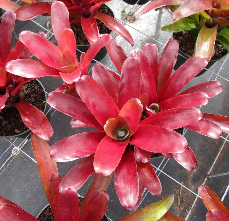 BROMELIAD 2 X Neoregelia SUPER FIREBALL Offset - Vivarium Favorite - Etsy