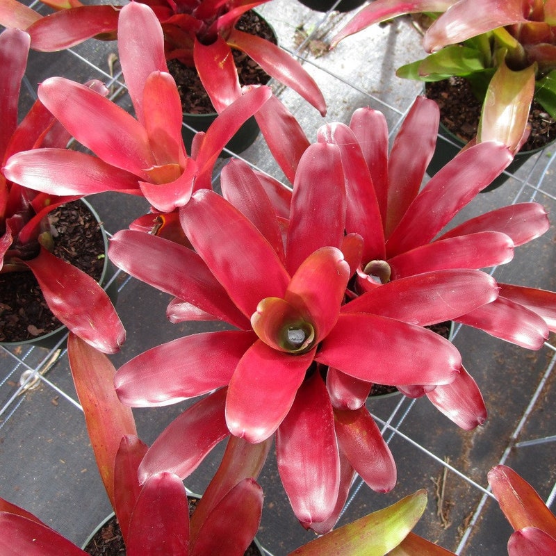 Frog Vivarium Bromeliad - Etsy