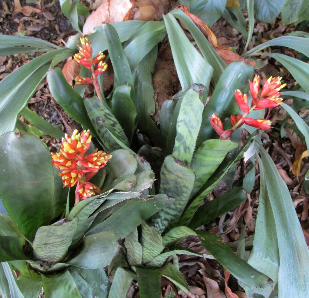 BROMELIAD Aechmea BERT Toughest Most Successful Hybrid Ever! Mature or ...