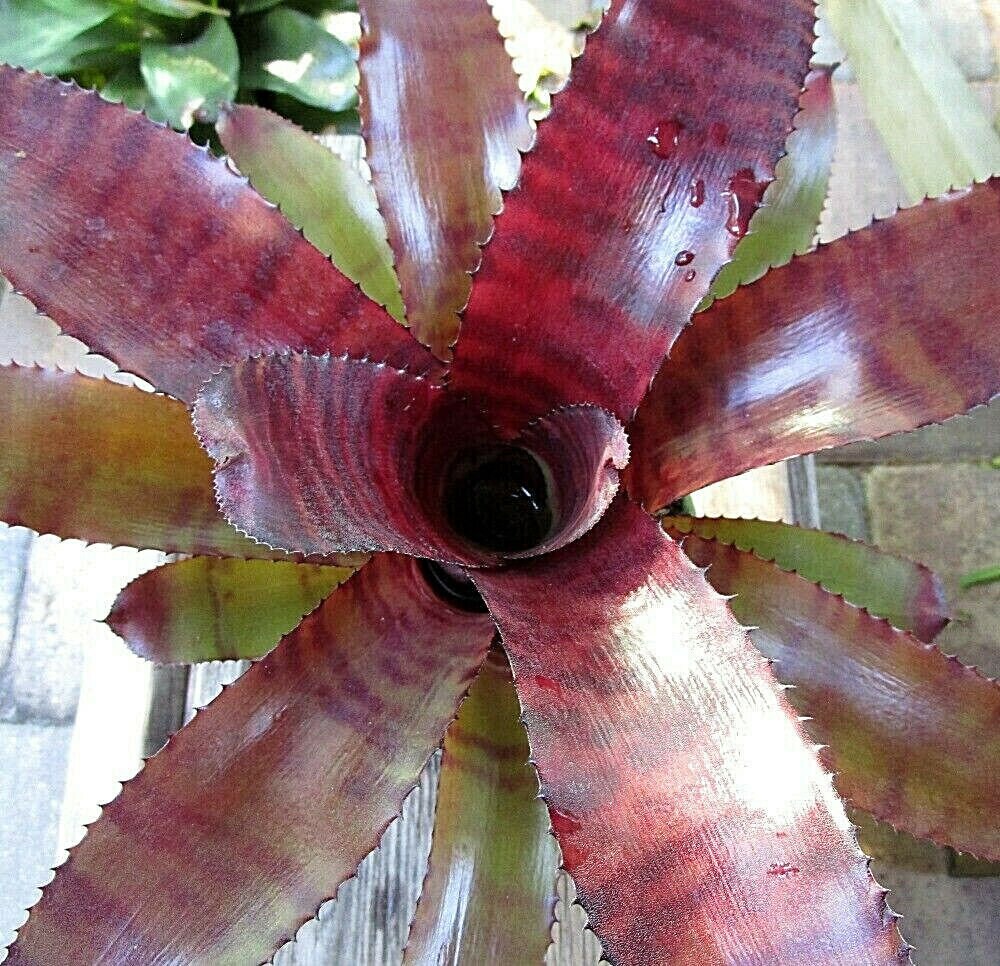 BROMELIAD Neoregelia Groves RED TIGER Splendid Colors Amazing - Etsy