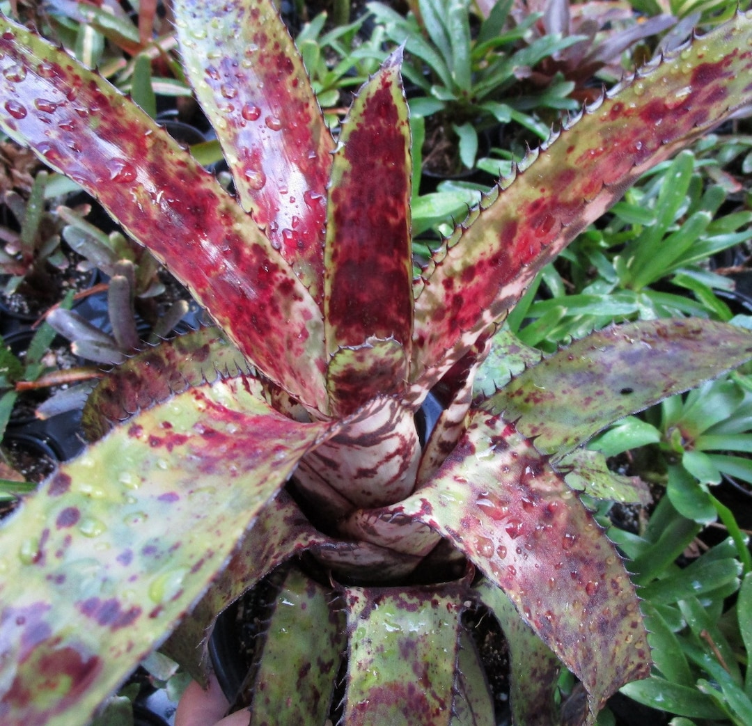BROMELIAD Aechmea Orlandiana PICKANINNY F2 Amazing Plant - Etsy