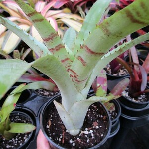 Bromeliad Aechmea Maculata - Fast Growing Tropical Species - Size ...