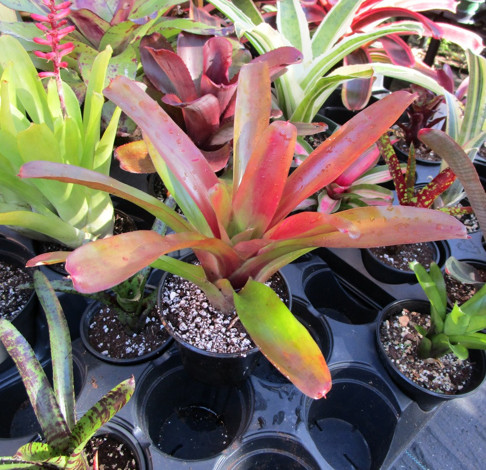 BROMELIAD 2 X Neoregelia SUPER FIREBALL Offset - Vivarium Favorite - Etsy
