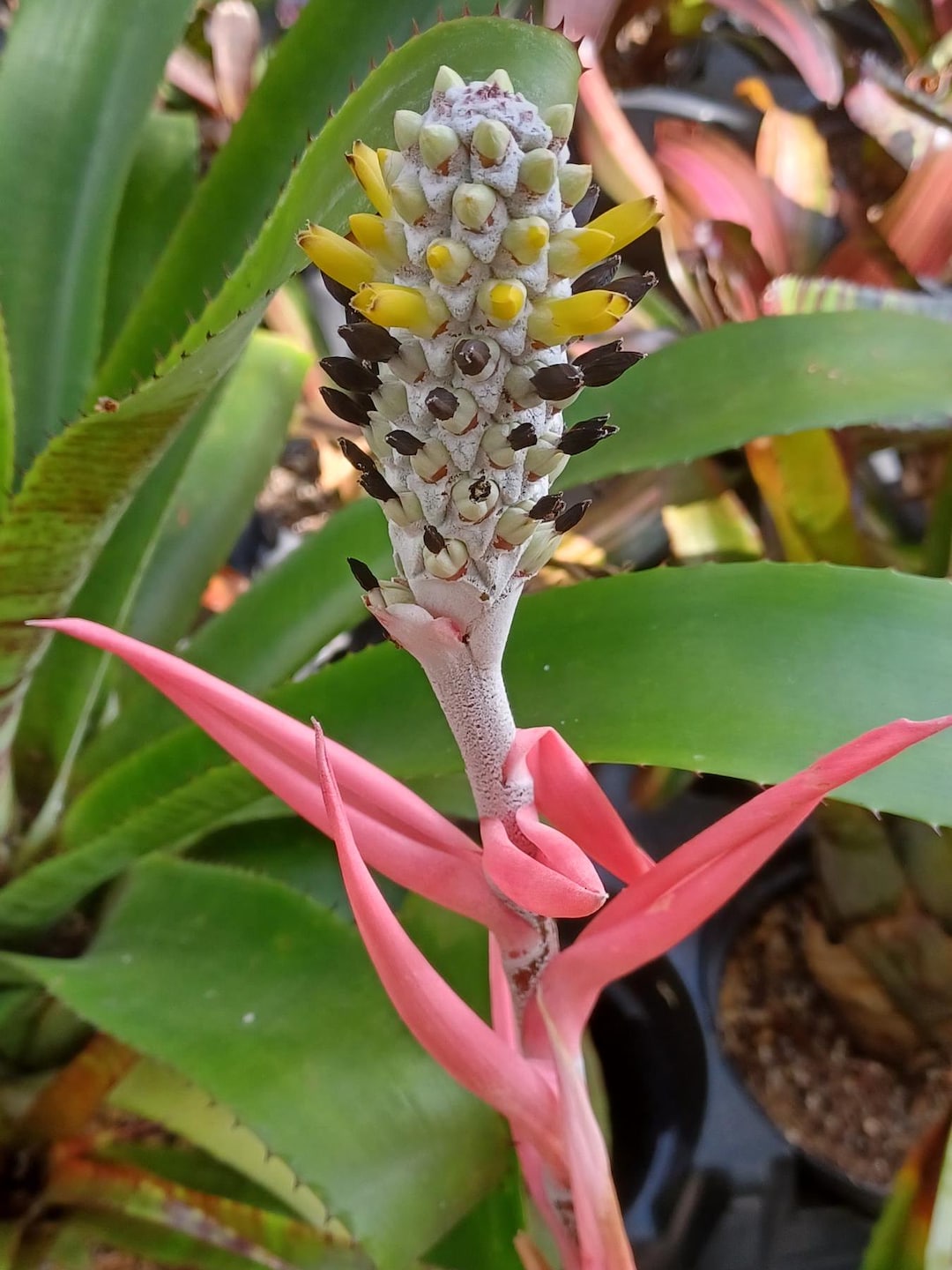Bromeliad Aechmea Maculata - Fast Growing Tropical Species - Size ...