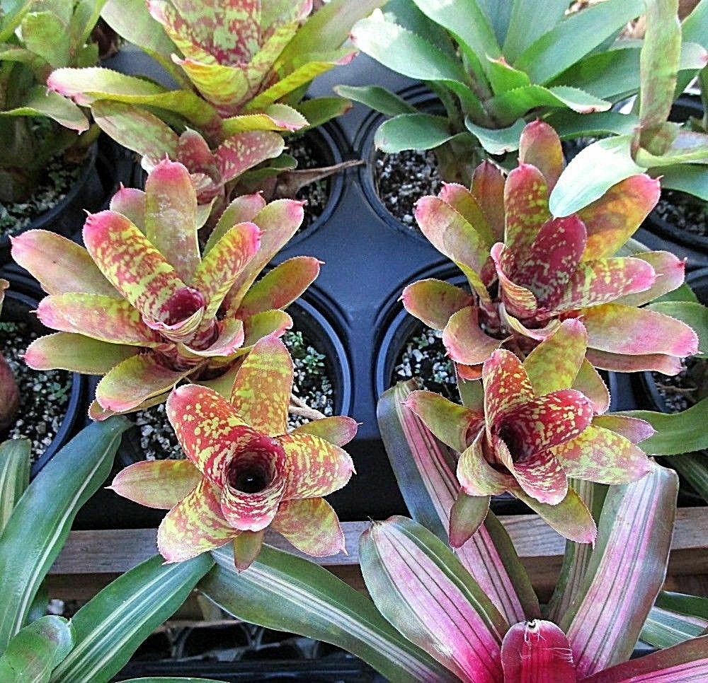 BROMELIAD Neoregelia WILD TIGER Striking Mini Hybrid - Etsy