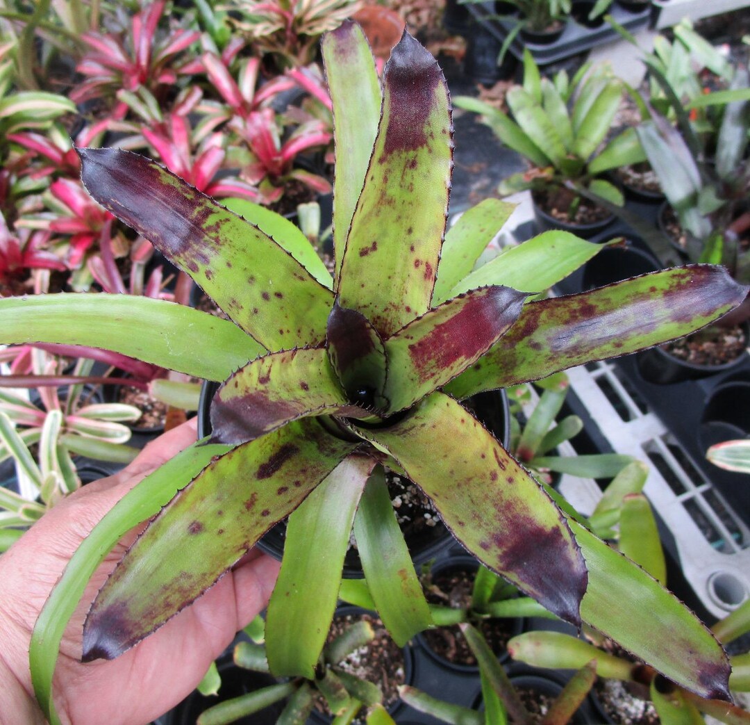 BROMELIAD Canistrum TRIANGULARE Unique Stunning Specie! - Etsy