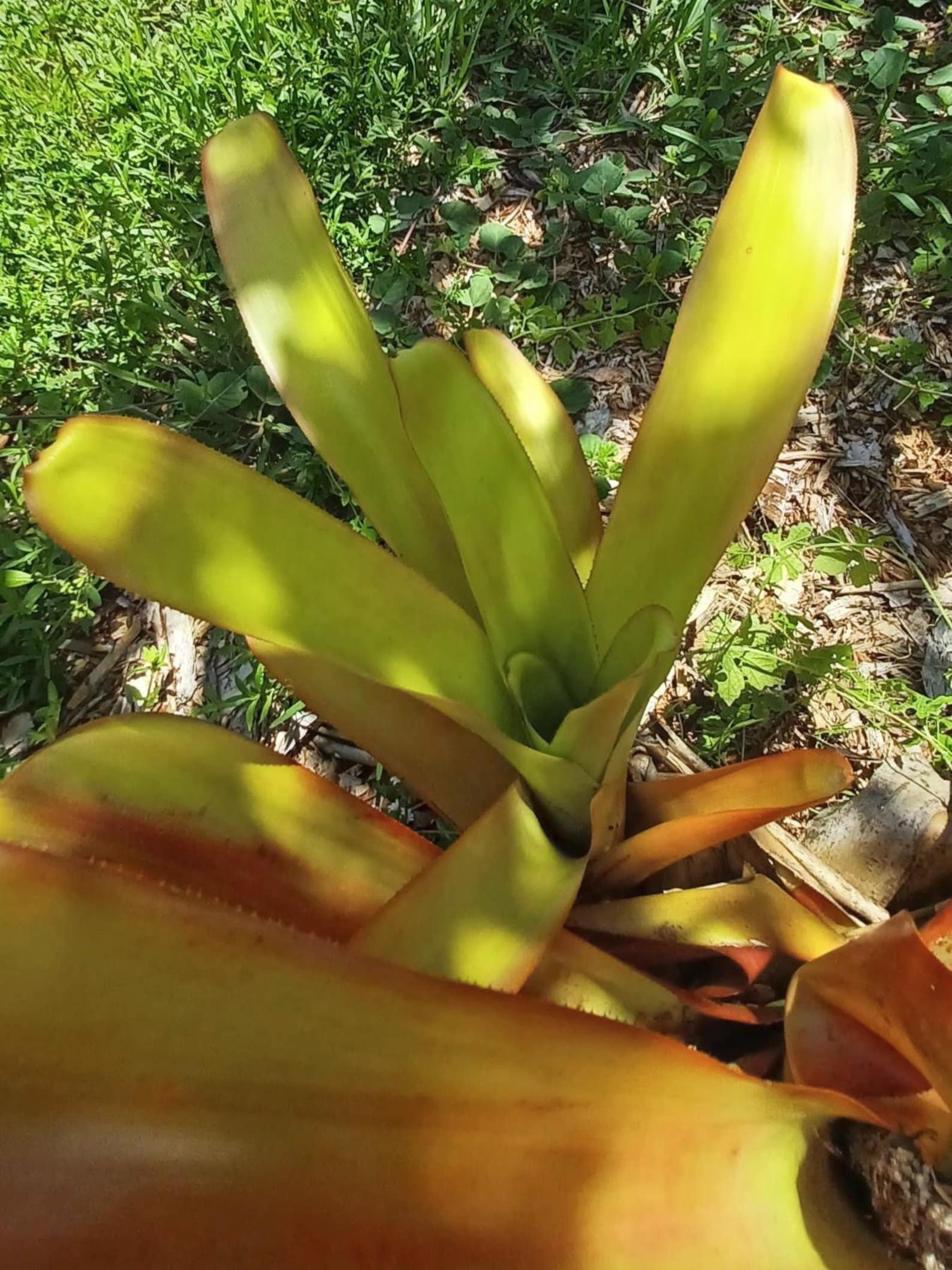 Bromeliad Aechmea 'blanchetiana Rubra Large Form' Offset - Full Sun ...
