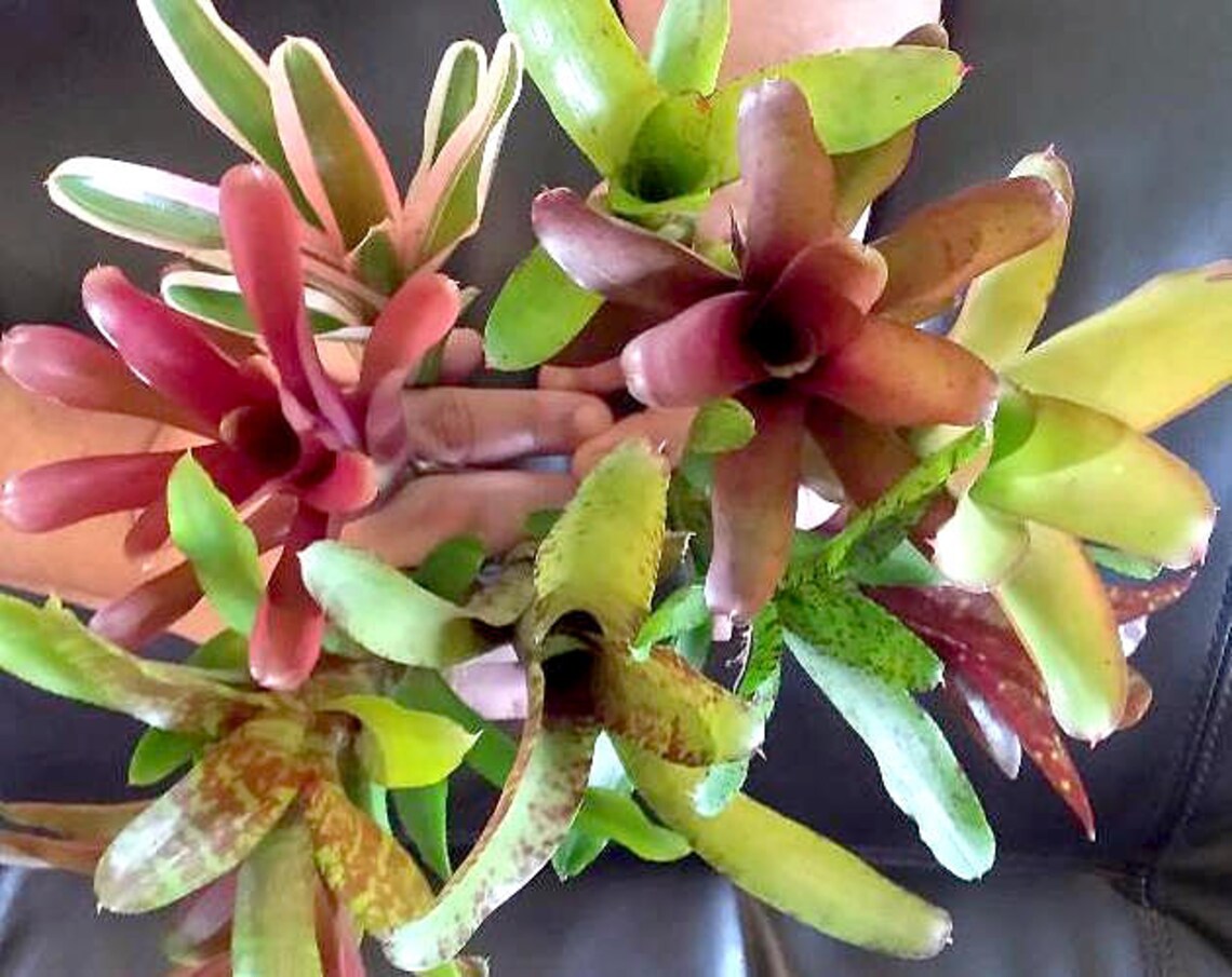 5 Pack 5 Varieties BROMELIAD Mini Neoregelia Offsets - Etsy
