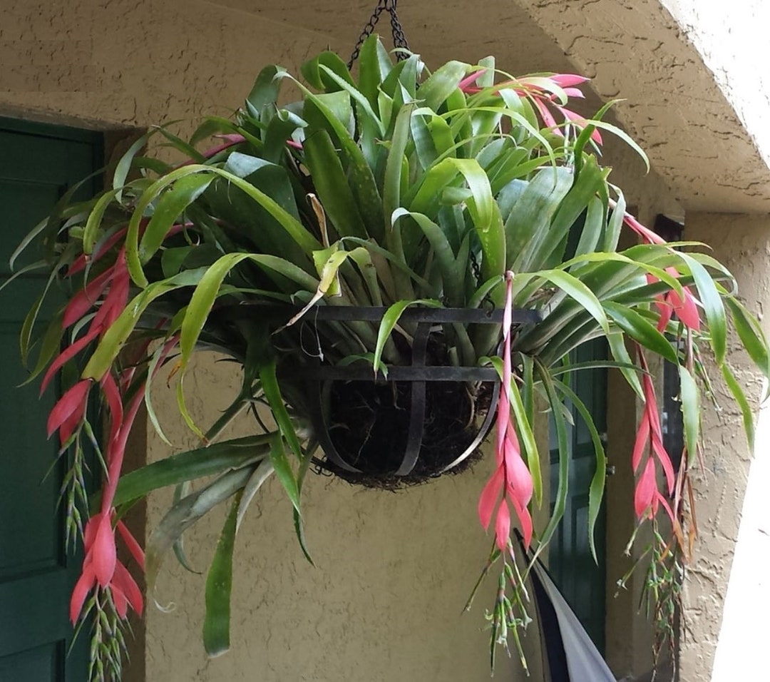 BROMELIAD Billbergia WINDII Offset - Fast Clustering Plant - Queen's ...