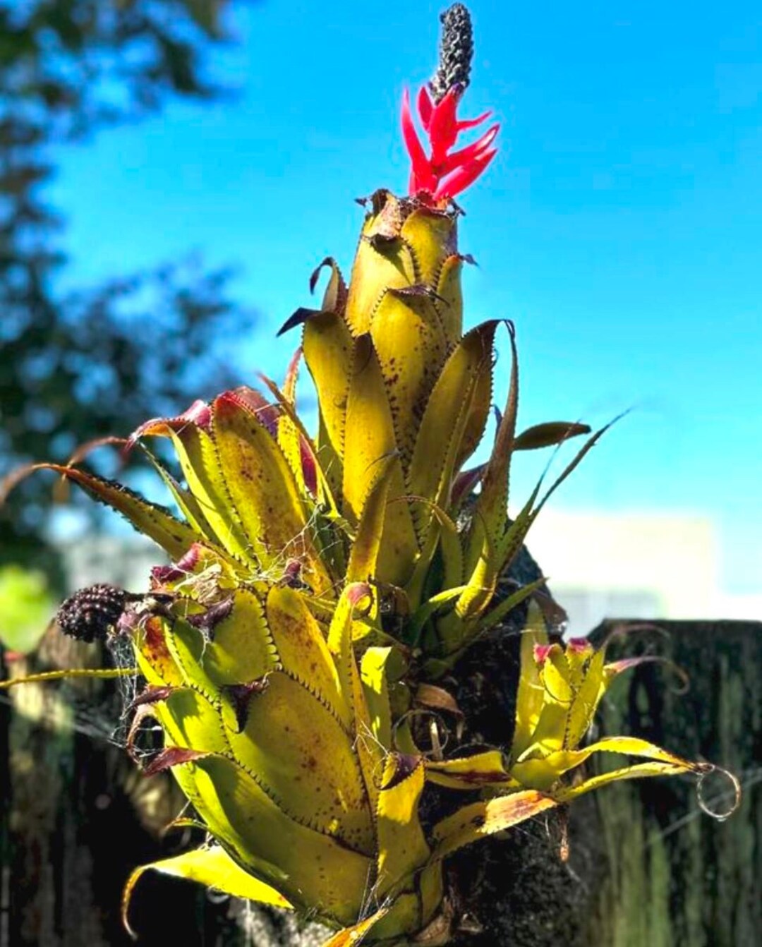 BROMELIAD Aechmea TRIANGULARIS Magnificent Sought After Specie! - Etsy