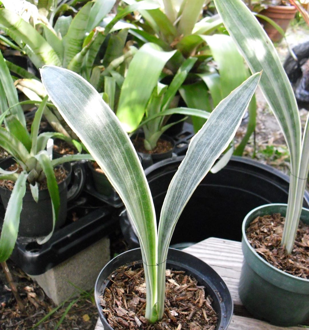 Sansevieria SAYURI – Silver Sword Snake Plant | 12” or 16” Live Plant ...