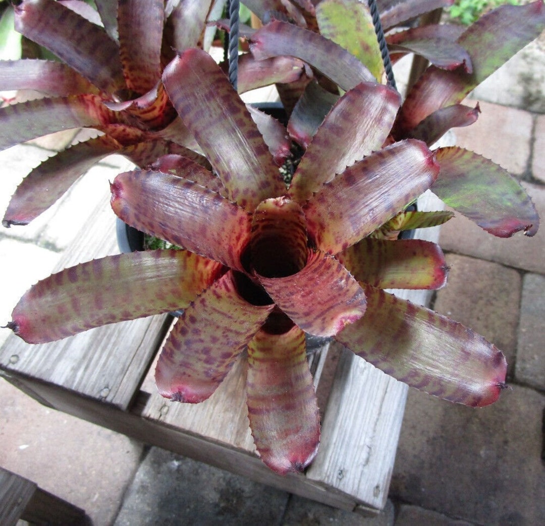 BROMELIAD Neoregelia Skotak's ED PRINCE Colorful Compact Hybrid Offset ...