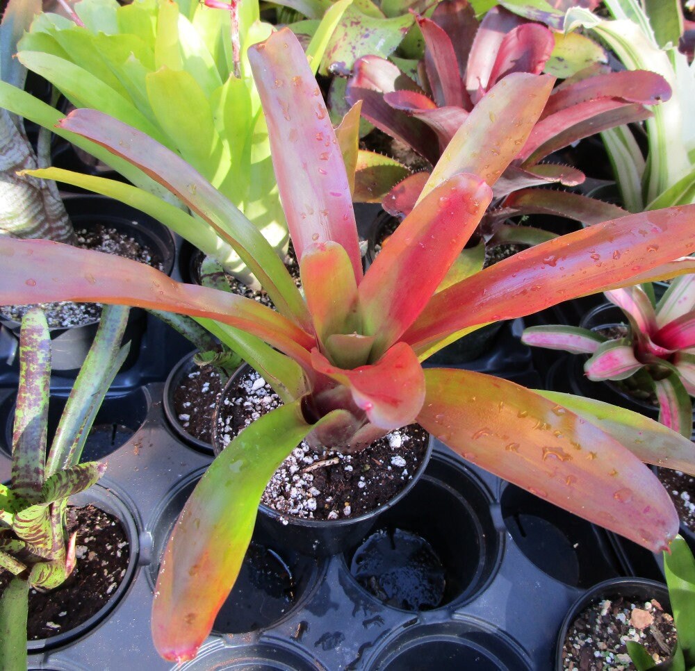 BROMELIAD 2 X Neoregelia SUPER FIREBALL Offset - Vivarium Favorite - Etsy