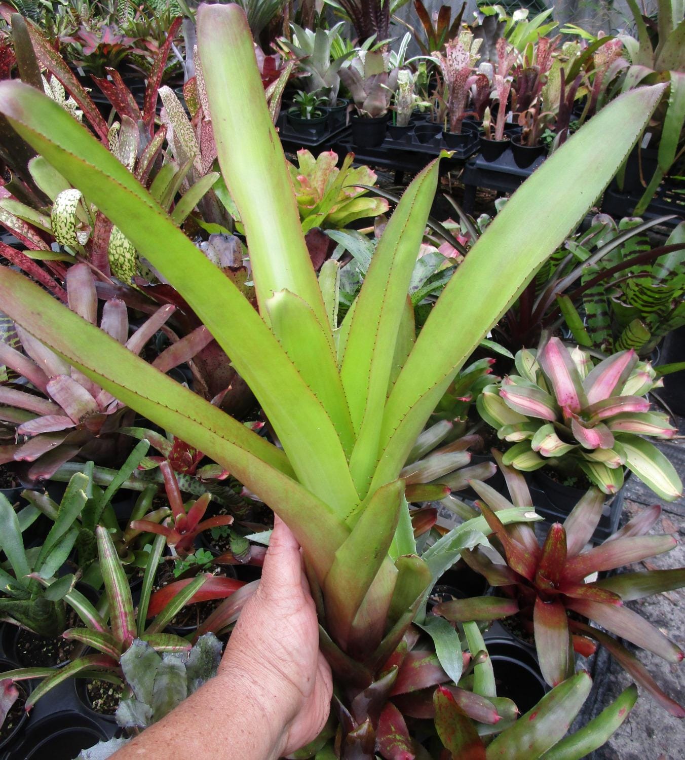 Bromeliad Aechmea 'lemon' Blanchetiana - Full Sun - Size Choice - Etsy