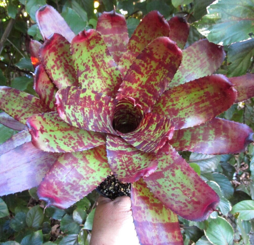 BROMELIAD Neoregelia Coleman's TIGER HEAD Stunning Carcharodon Tiger ...