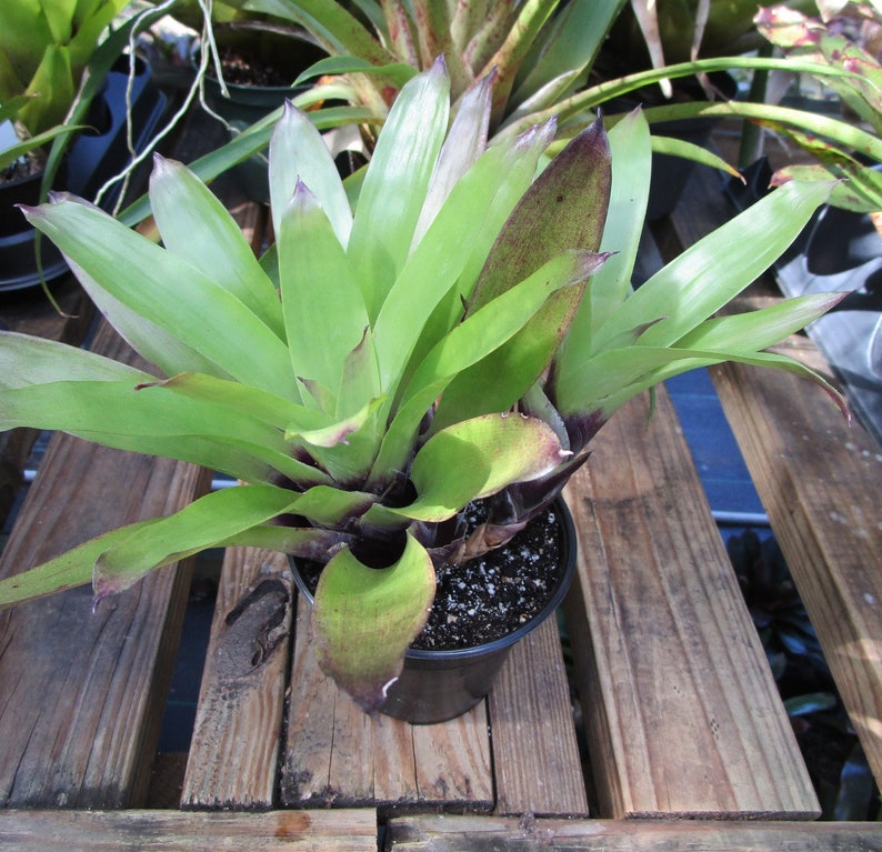BROMELIAD Mini Vriesea INFLATA Beautiful Foliage & Bloom Rare - Etsy