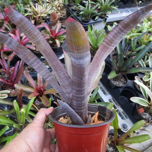 BROMELIAD Neoregelia SPECTABILIS the TRUE Specie! Born to Sun! Choice ...