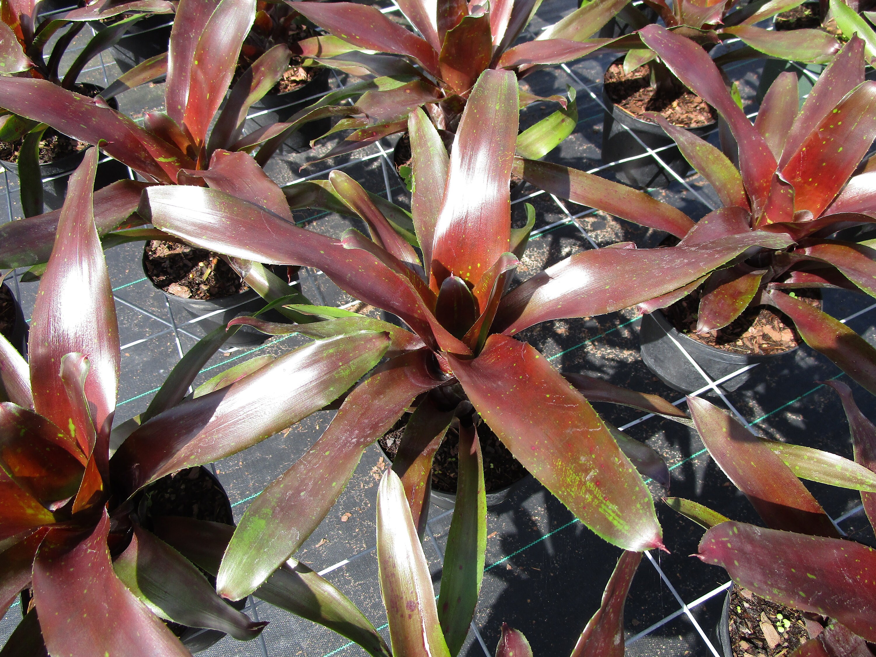 BROMELIAD Neoregelia ROYAL BURGUNDY Large Young Plant Pretty | Etsy