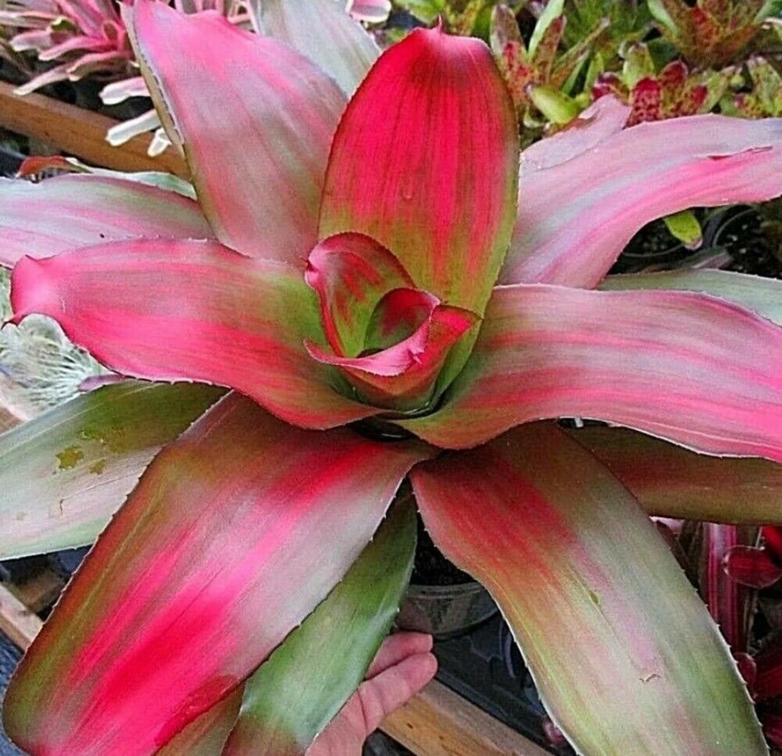BROMELIAD Neoregelia MAGALI Unlike Any Other Red You've - Etsy