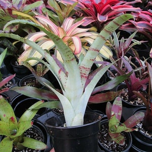 Bromeliad Aechmea Maculata - Fast Growing Tropical Species - Size ...