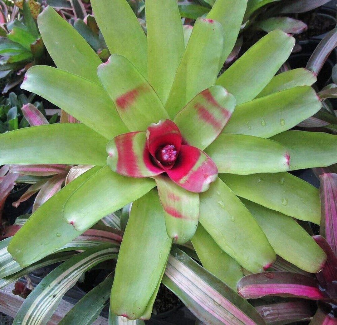 BROMELIAD Neoregelia COMPACTA MALIBU Sun Loving Clustering Stolonifera ...