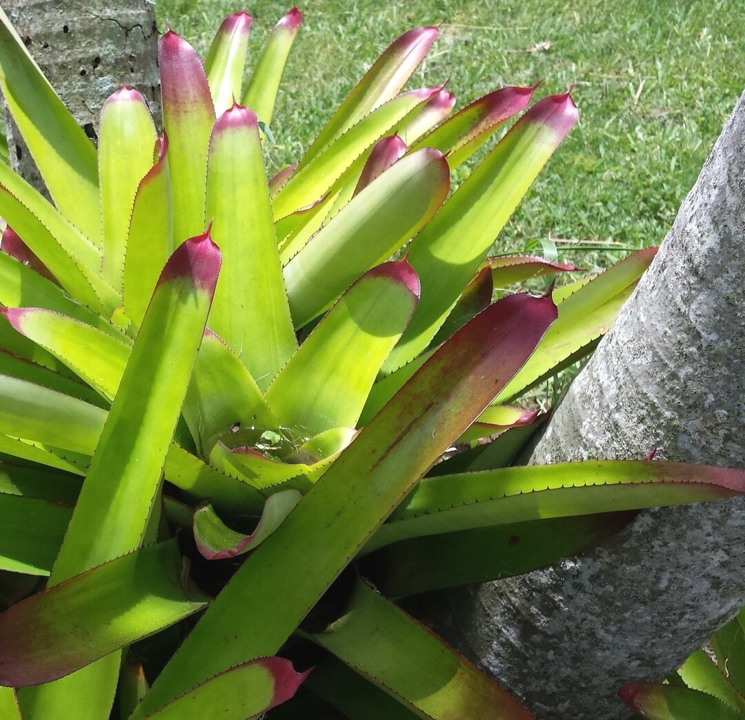 Bromeliad Neoregelia CRUENTA SELECTA Offser • Hardy Sun Lover - Etsy