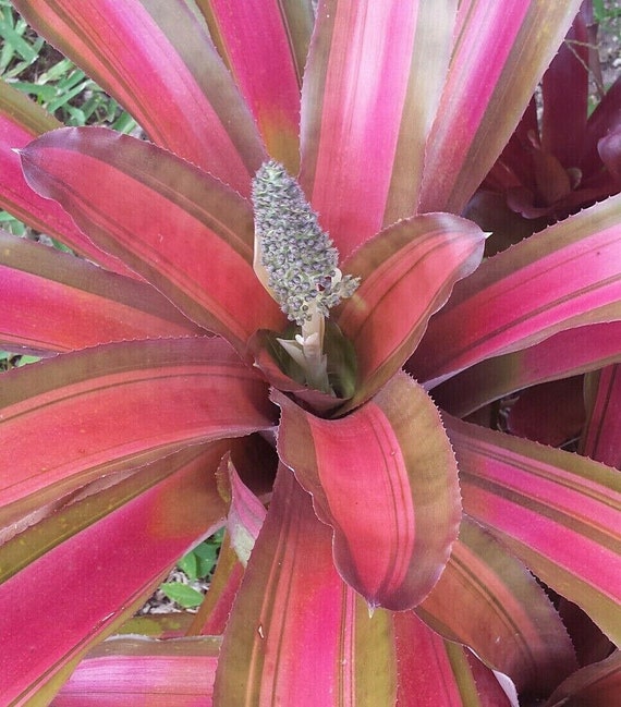 BROMELIAD Aechmea ALVAREZ Variegated Lueddemanniana Colorful | Etsy