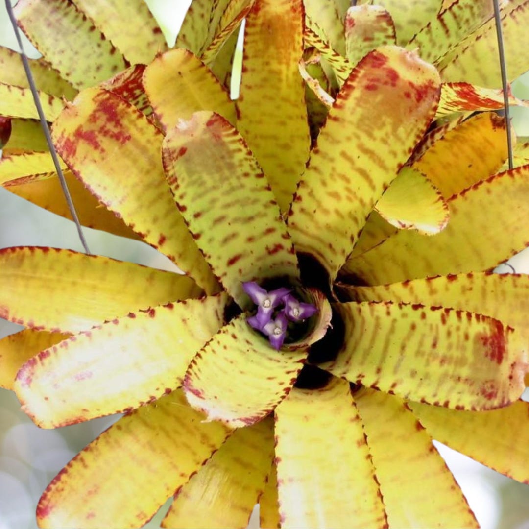 BROMELIAD Neoregelia Vinzant's GOLDEN BOY Established Young Plant!! - Etsy