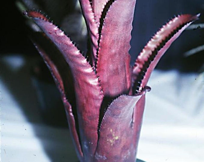 BROMELIAD Aechmea NIGRE NUDICAULIS Rare Find! Gorgeous Offset! - Etsy