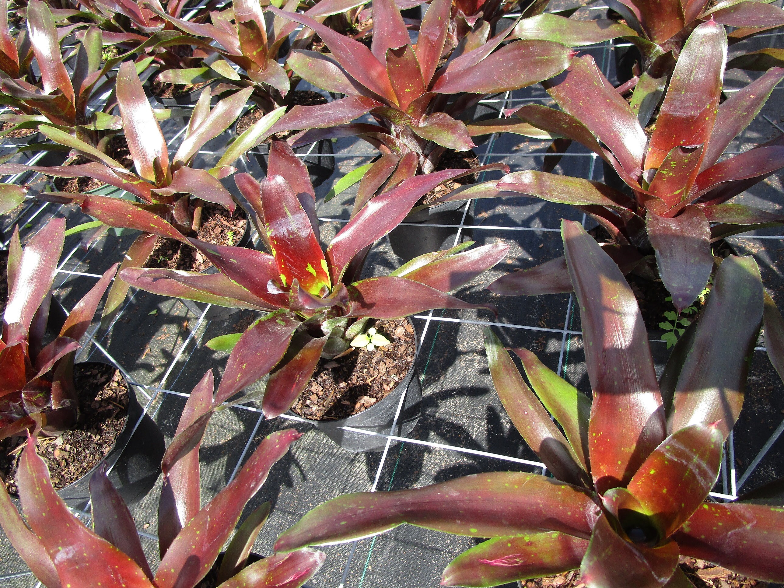 BROMELIAD Neoregelia ROYAL BURGUNDY Large Young Plant Pretty | Etsy