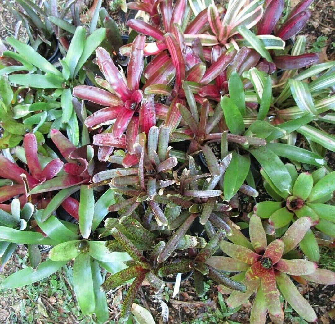 10 Mini/small Neoregelia BROMELIAD Scratch & Dent Vivarium - Etsy