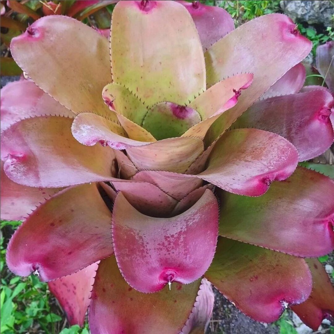 Bromeliad Neoregelia 'don Vitus' Offset - Carcharodon Hybrid - Etsy