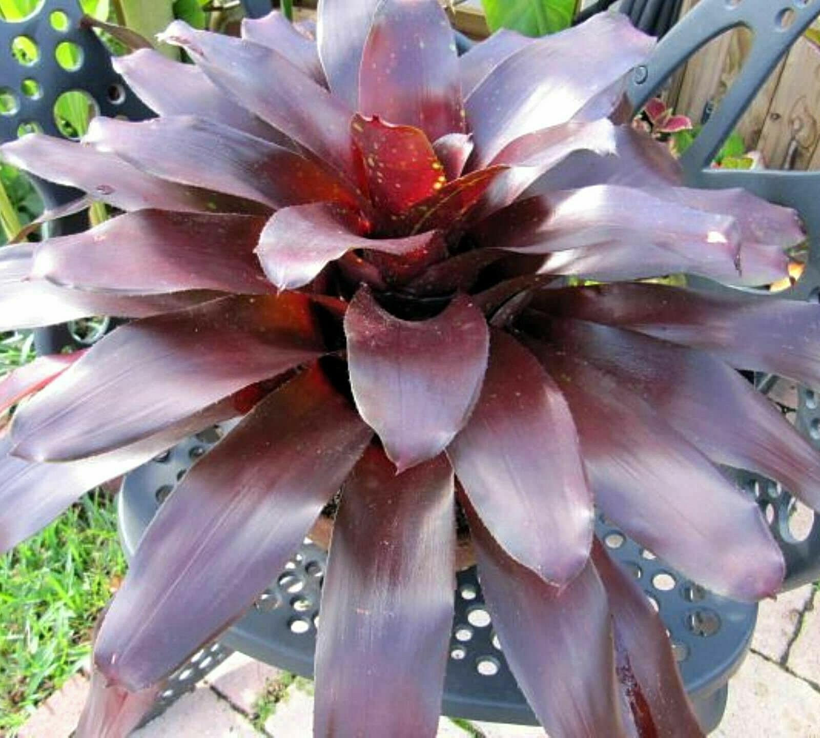 BROMELIAD Neoregelia ROYAL BURGUNDY Large Young Plant Pretty | Etsy