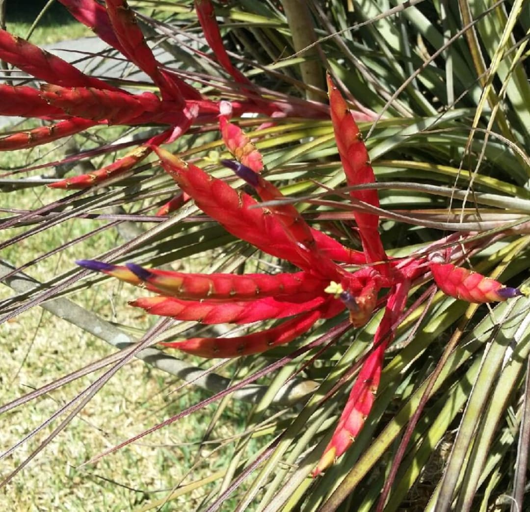 Bromeliad Tillandsia Air Plant Offset Colorful Inflorescence - Etsy