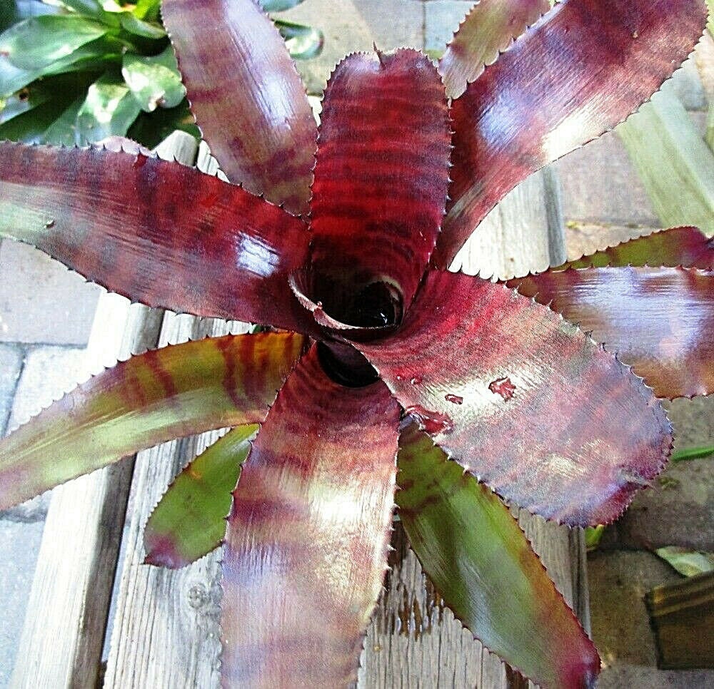 BROMELIAD Neoregelia Groves RED TIGER Splendid Colors Amazing - Etsy