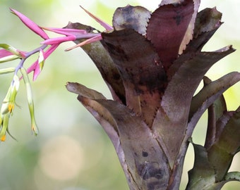 Billbergia Manarae Bromeliad Offset - Etsy