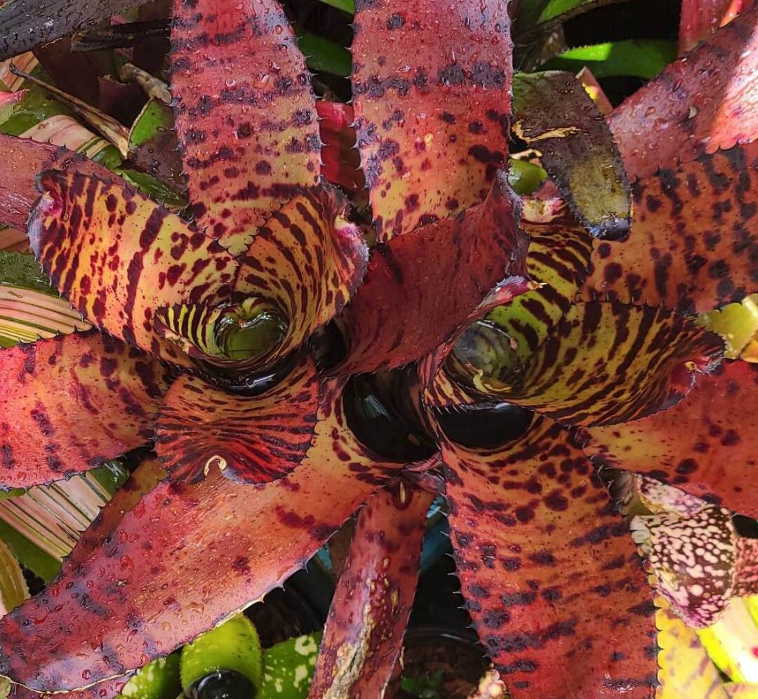 Bromeliad Neoregelia TUBBY TIGER Offset - Skotak Large Growing Hybrid ...