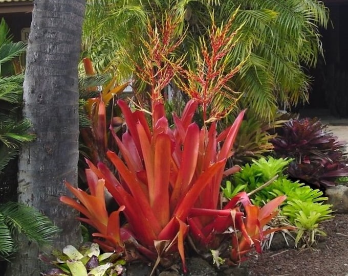 BROMELIAD Aechmea 'blanchetiana RASPBERRY' Offset - Etsy