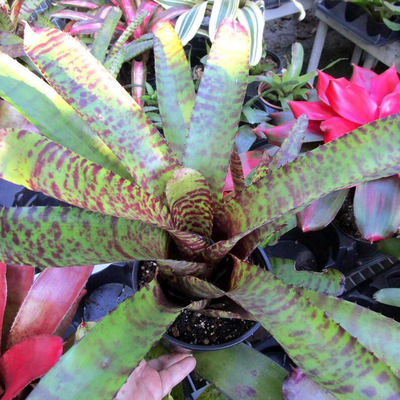 Bromeliad Neoregelia 'THE GOVERNOR'S PLEA' Offset - Skotak Hybrid ...