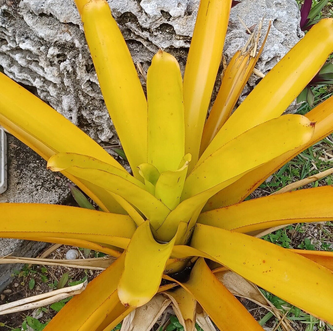Bromeliad Aechmea 'lemon' Blanchetiana - Full Sun - Size Choice - Etsy