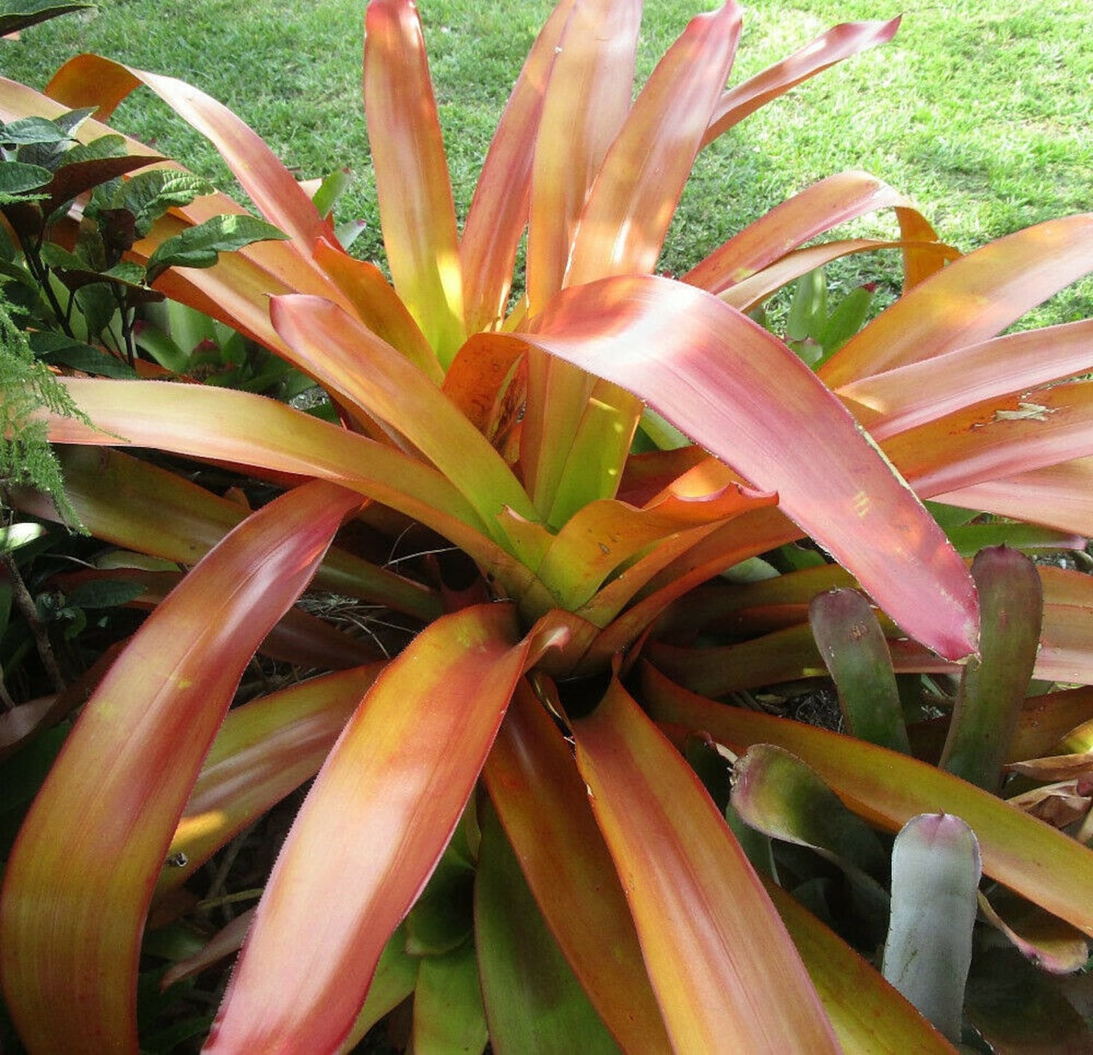 BROMELIAD Aechmea BLANCHETIANA RUBRA Large Form Amazing - Etsy
