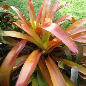 BROMELIAD Aechmea BLANCHETIANA RUBRA Large Form Amazing - Etsy